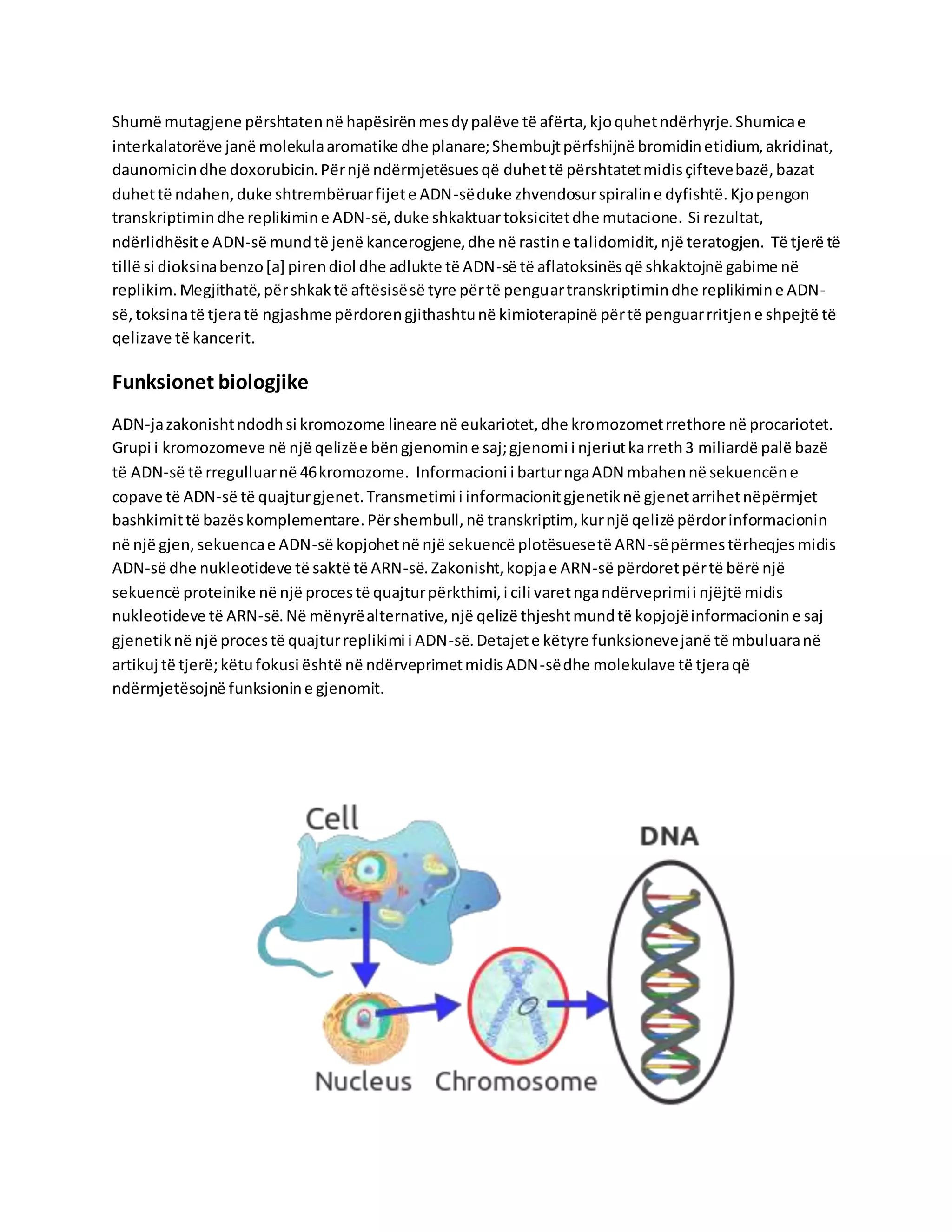 ADN - Acidi Desoksiribonukleik | DOCX
