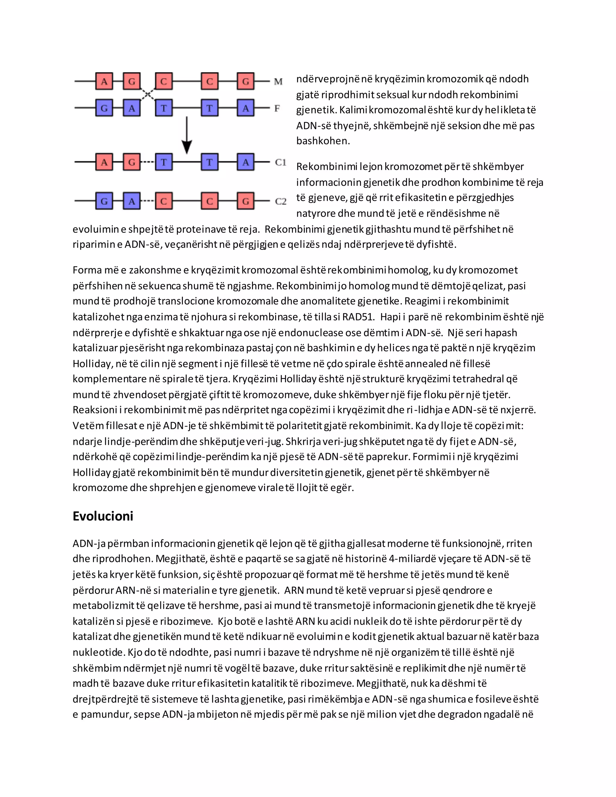 ADN - Acidi Desoksiribonukleik | DOCX