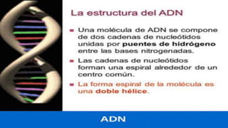 ADN | PPT