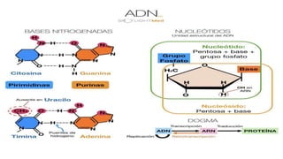 ADN | PPTX