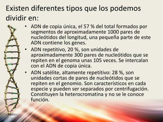ADN.pptx
