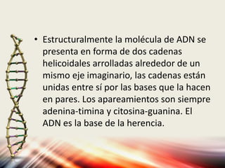 ADN.pptx