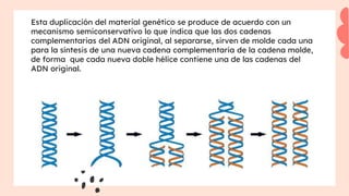 ADN.pptx replicación dd la vida en los s | PPTX
