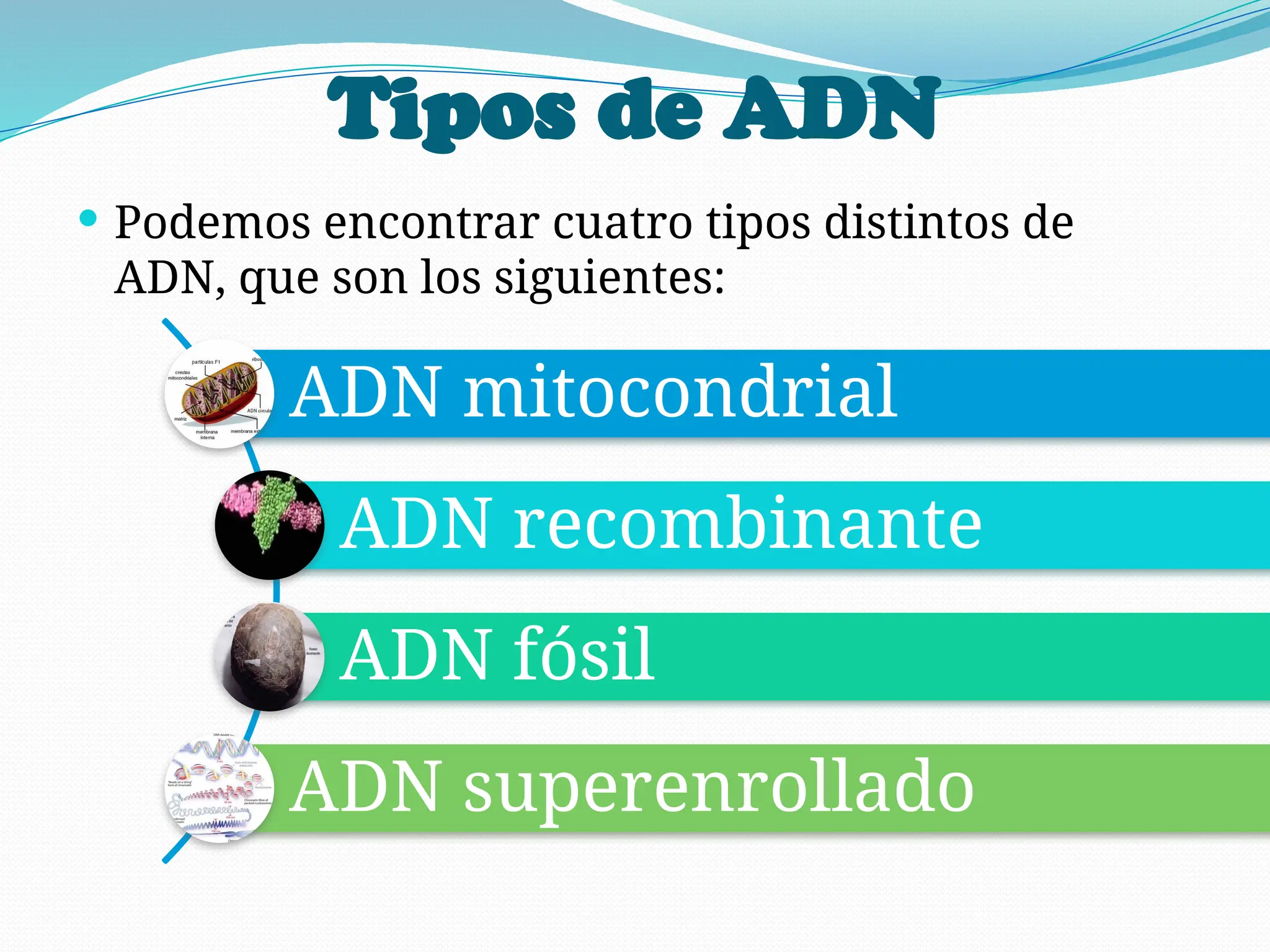 EL ADN Y SU ESTRUCTURA MOLECULAR .pptx