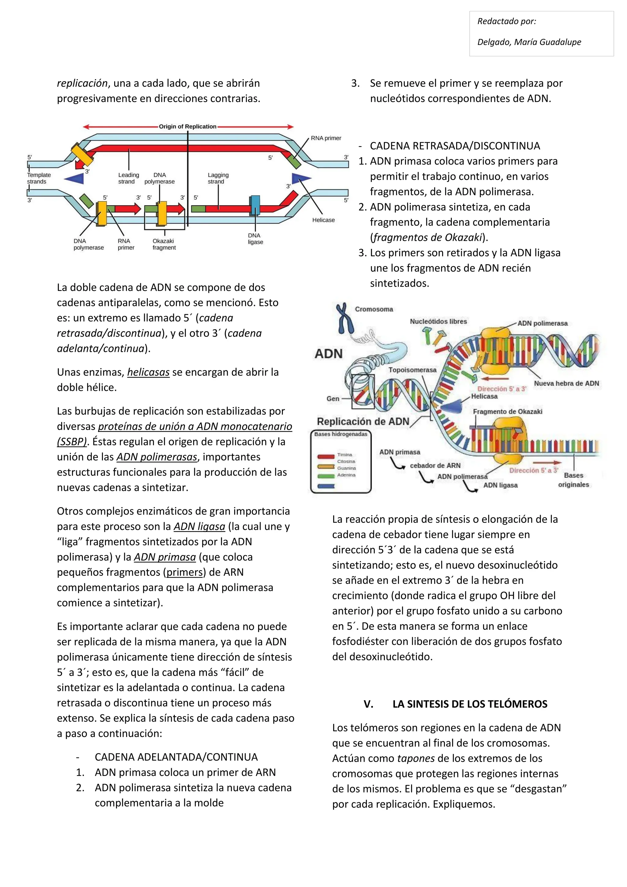 ADN: Replicación, mutaciones y reparación | PDF
