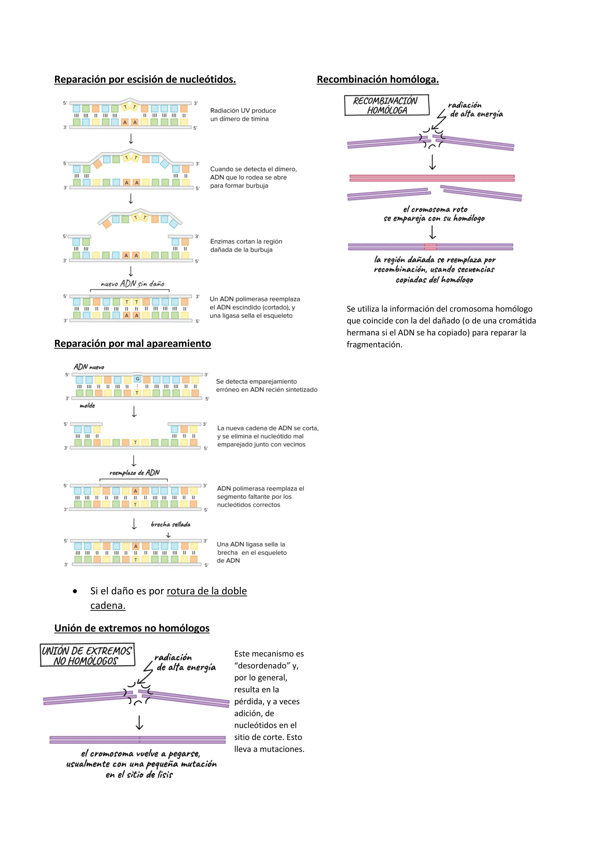 ADN: Replicación, mutaciones y reparación | PDF