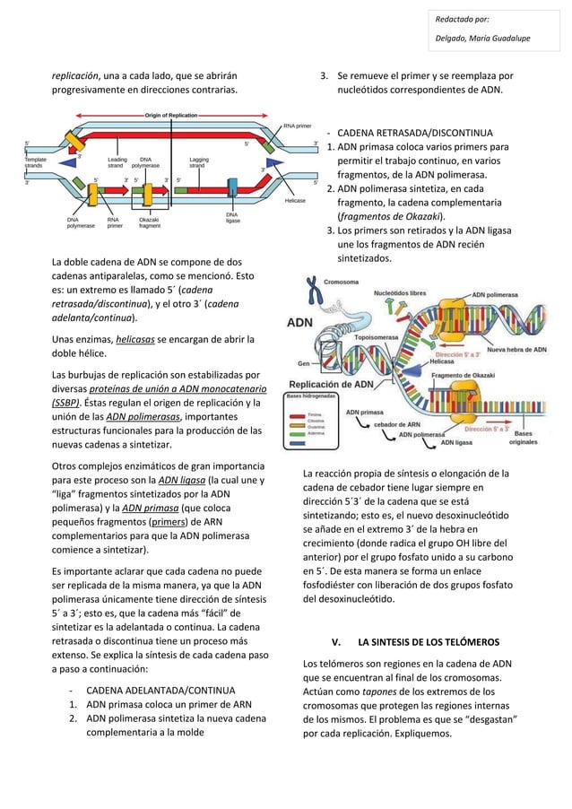 ADN: Replicación, mutaciones y reparación | PDF