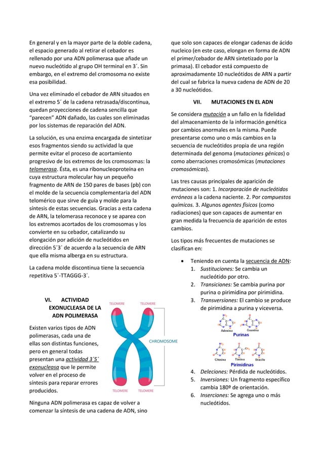 ADN: Replicación, mutaciones y reparación | PDF