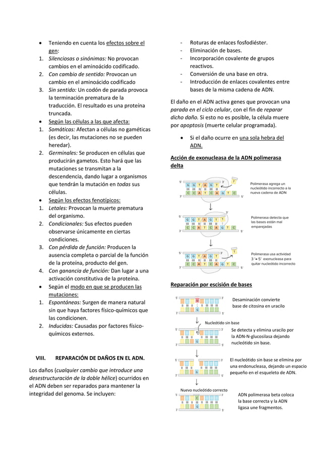 ADN: Replicación, mutaciones y reparación | PDF