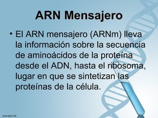 ADN y ARN | PPT
