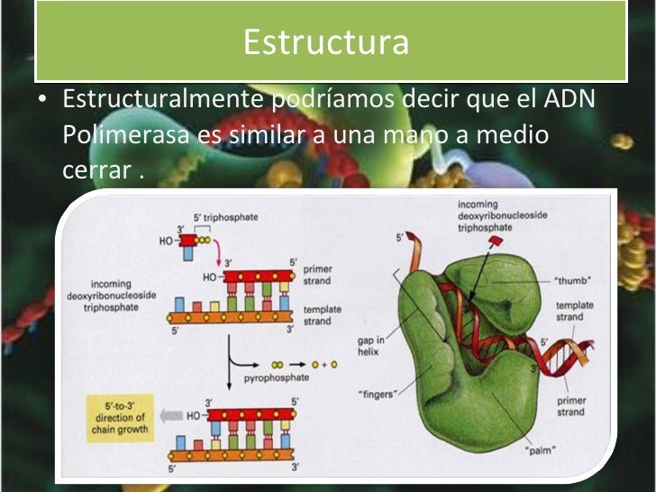Adn Polimerasa En Pro..
