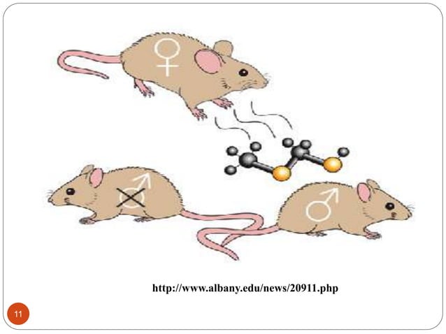 Animal models of Anxiety and depression (ADNAN KHAN) | PPTX