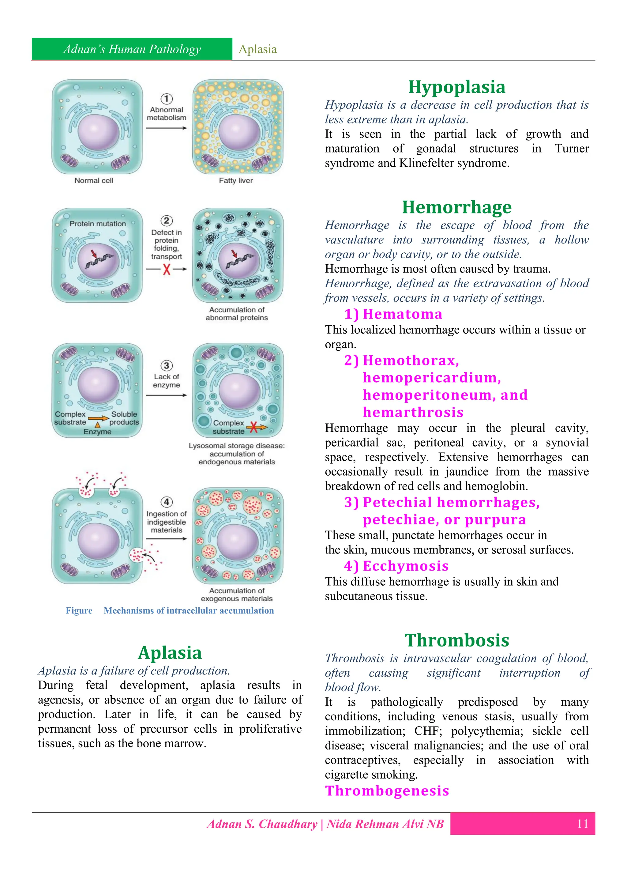 ADNAN PATHOLOGY book for medical students.pdf