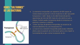 ADN de E.coli Experimento de CAIRNS (1).pptx