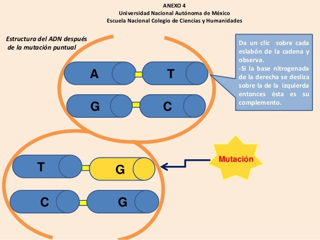 Adn después de la mutación