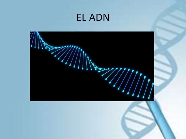 Adn diapositivas | PPTX