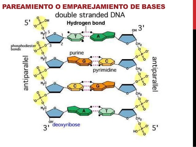 Adn doble hélice wattson y crick