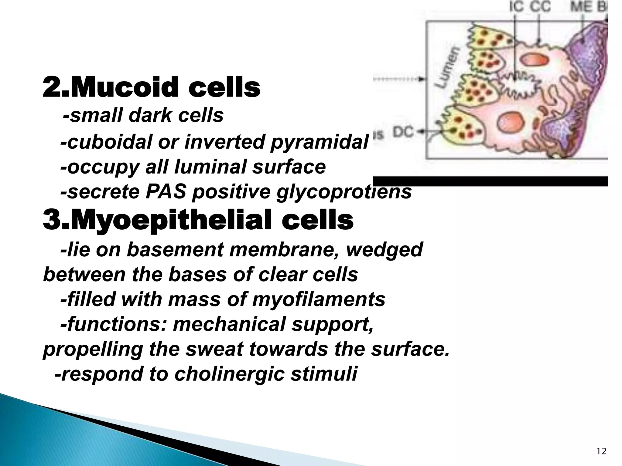 Adnexal structures of the skin | PPTX