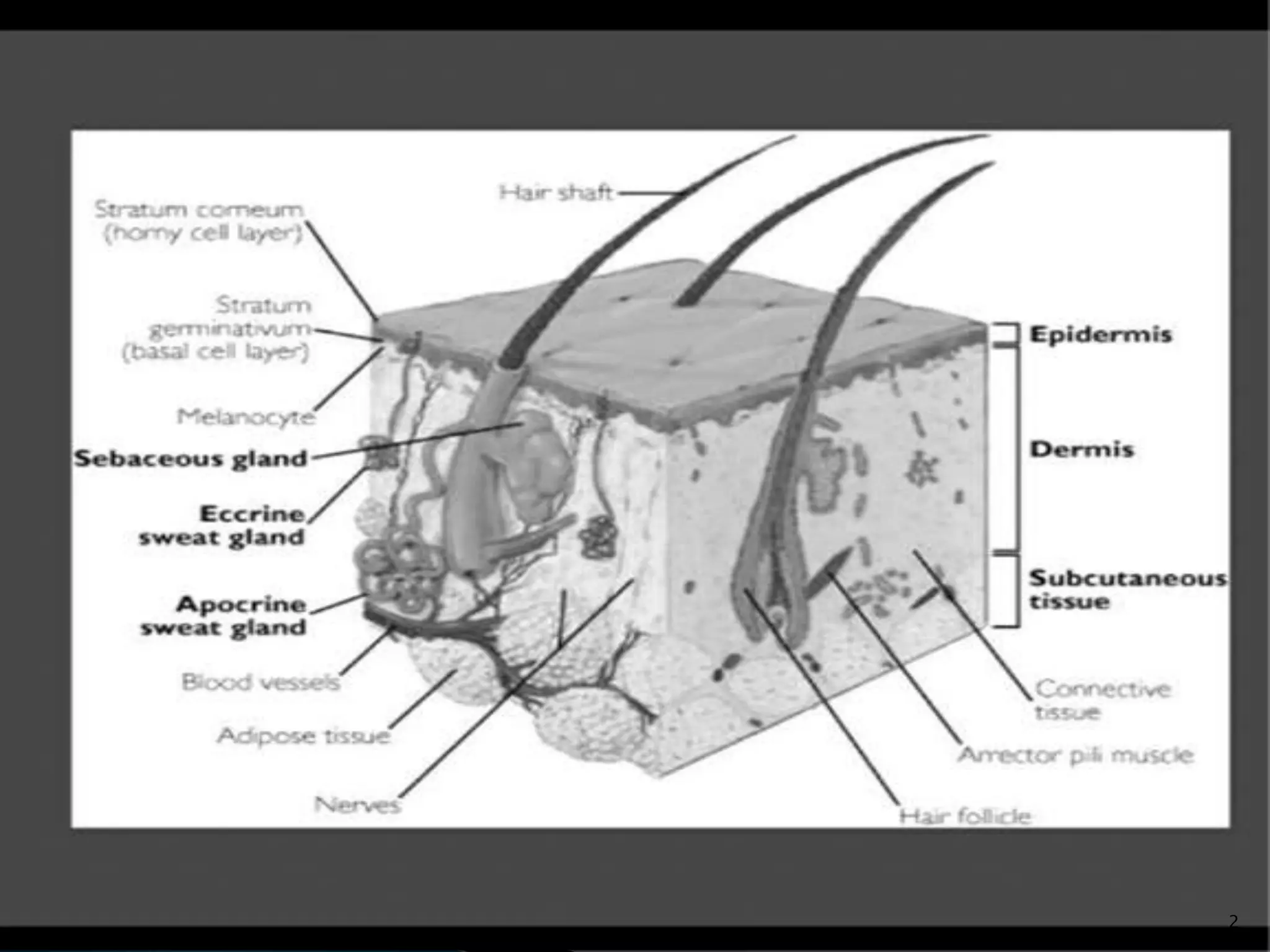 Adnexal structures of the skin | PPTX