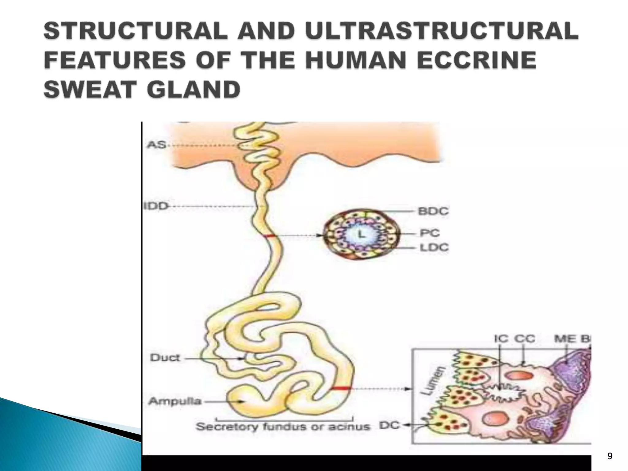 Adnexal structures of the skin | PPTX