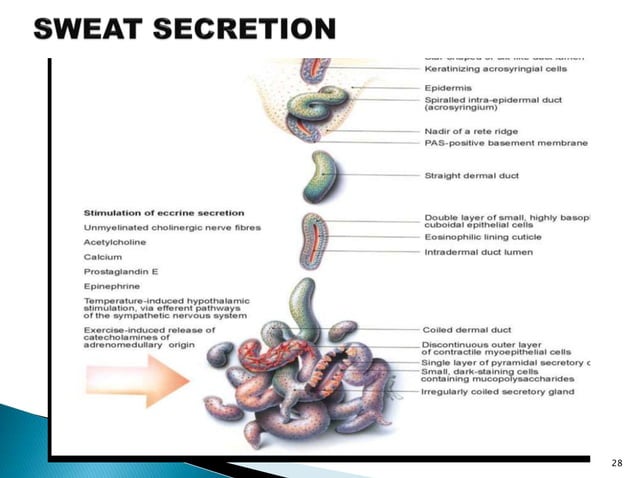 Adnexal structures of the skin | PPT