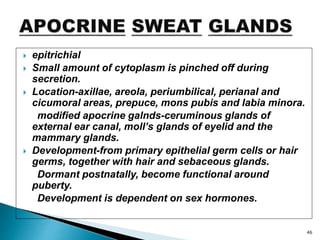 Adnexal structures of the skin | PPTX