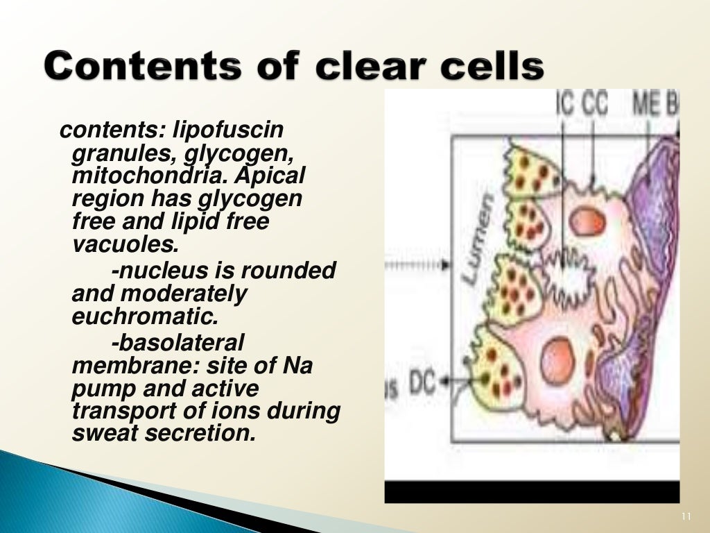 Adnexal Structures Of The Skin