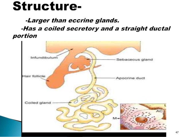 Adnexal structures of the skin