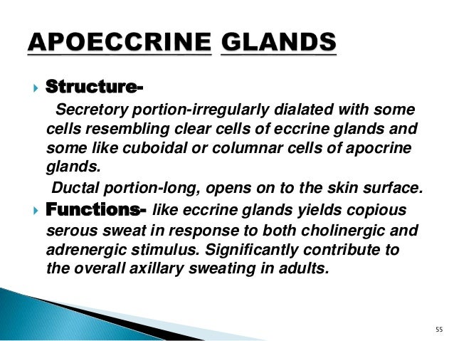 Adnexal Structures Of The Skin