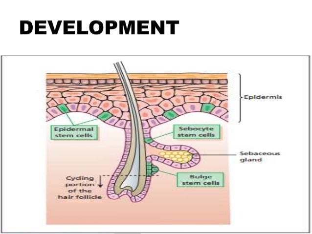Adnexal structures of the skin