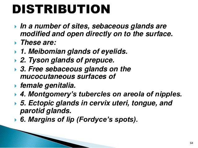 Adnexal structures of the skin