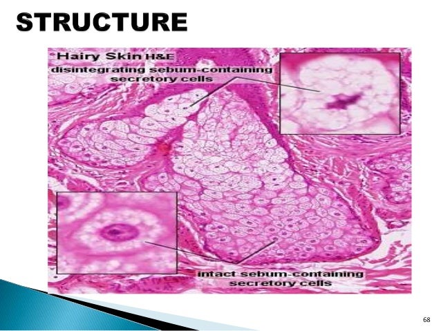 Adnexal structures of the skin
