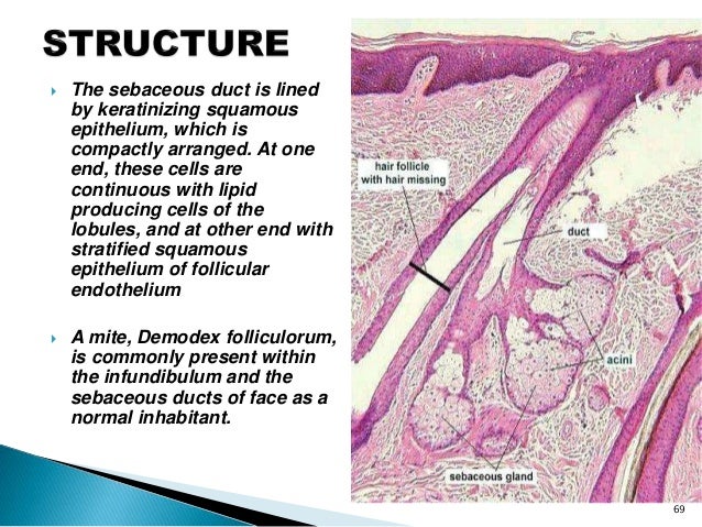 Adnexal structures of the skin