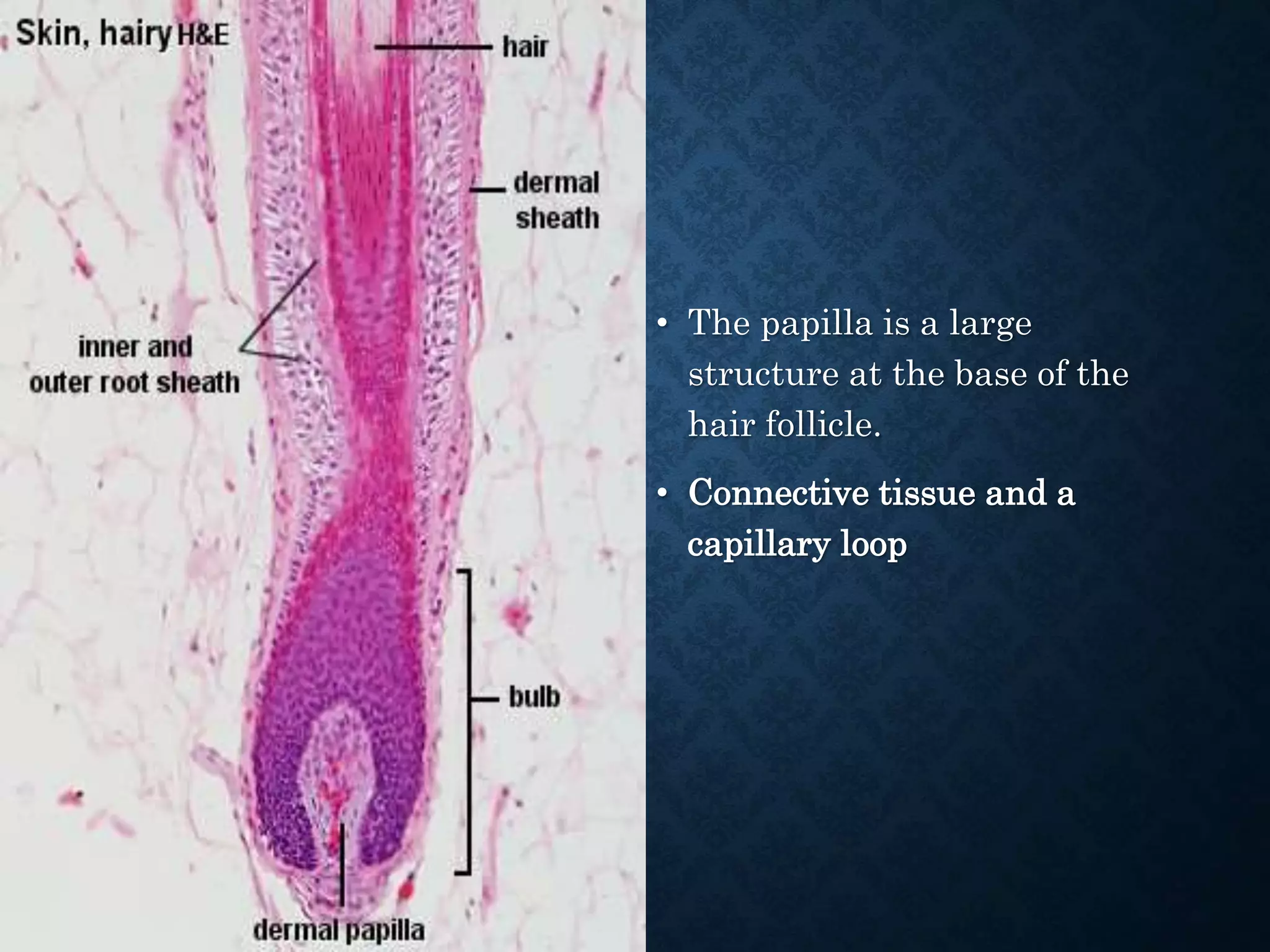 Adnexal tumours of the skin and familial syndromes. | PPTX