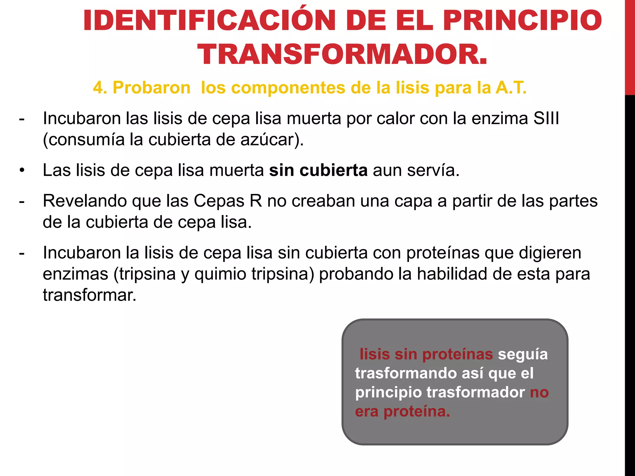 ADN Material genetico 1944 | PPT