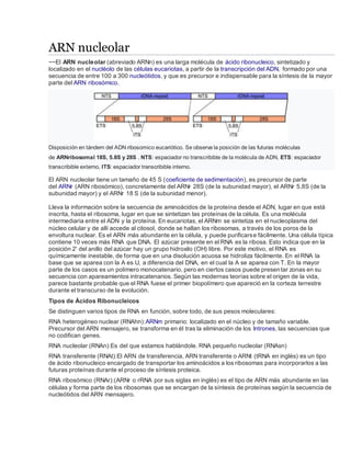 Adn polimerasa | DOCX