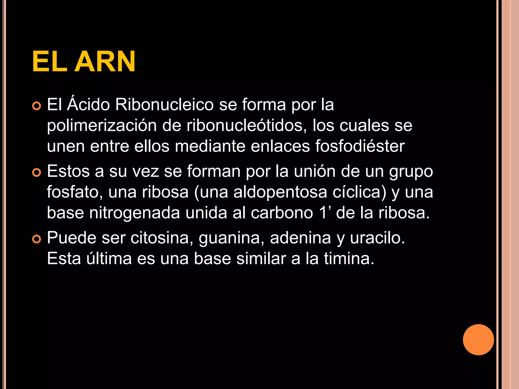 ADN Y ARN | PPTX | Biological Sciences | Science