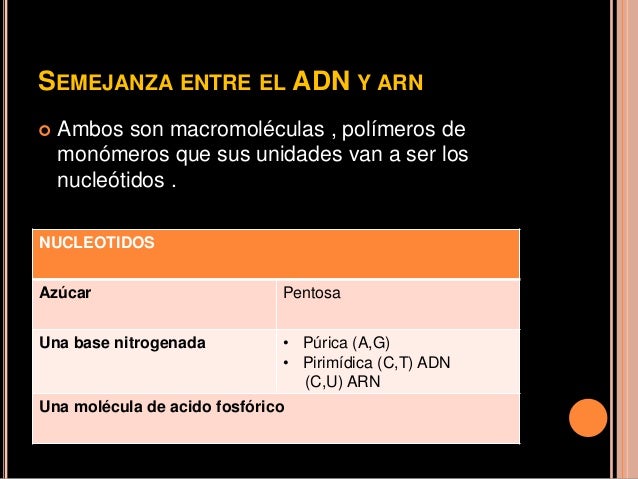 Tabla Diferencias Y Semejanzas Entre Adn Y Arn