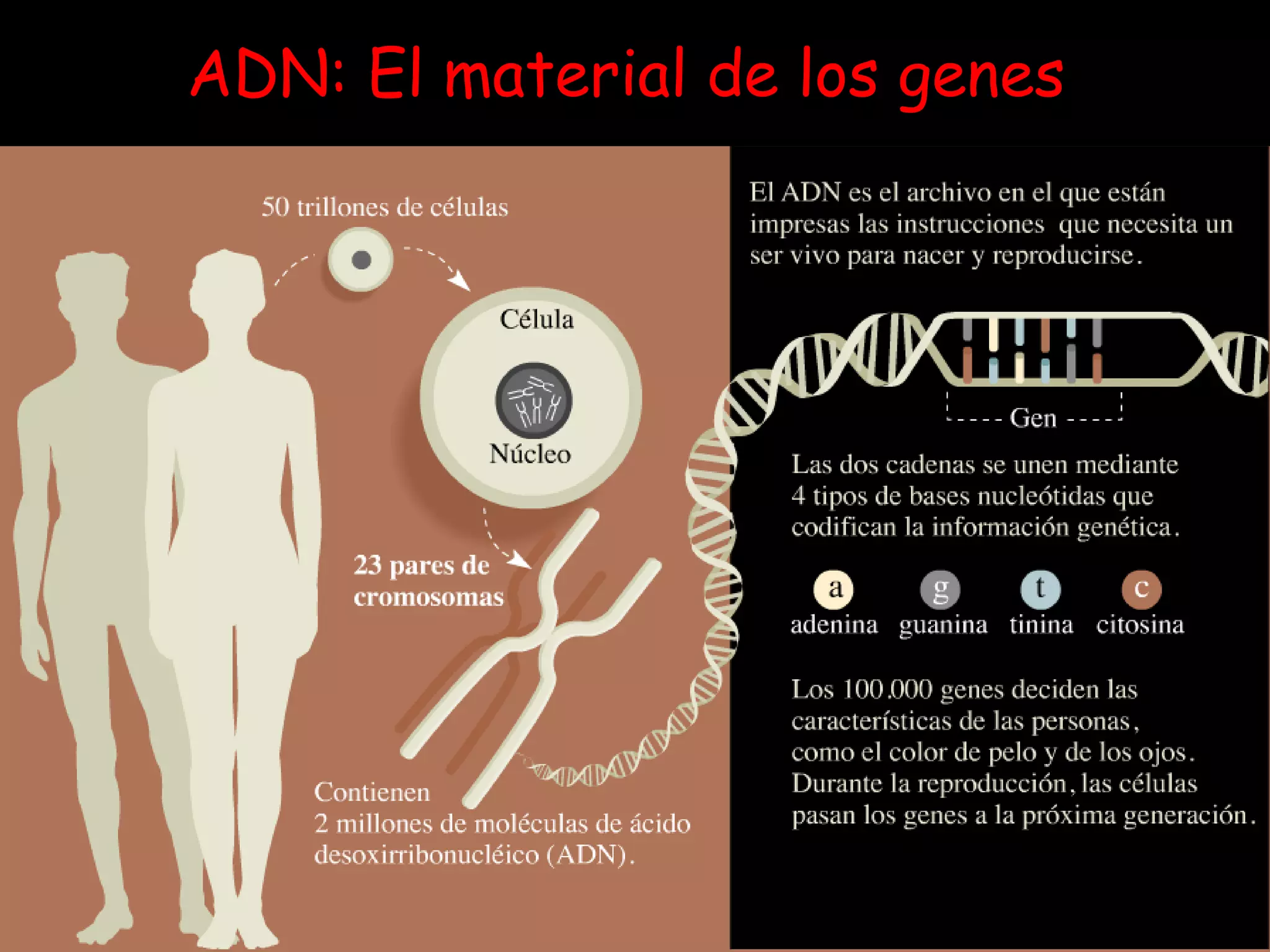 Adn y arn | PPT