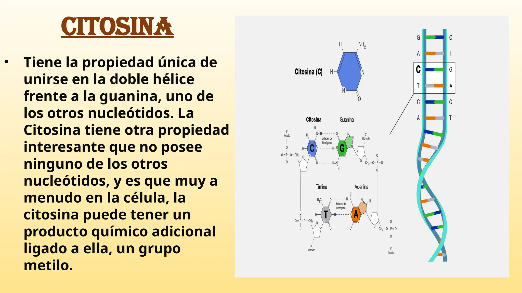 ADN Y ARN BIOLOGIA UNIVERSIDAD PERUANA LOS ANDES | PPTX