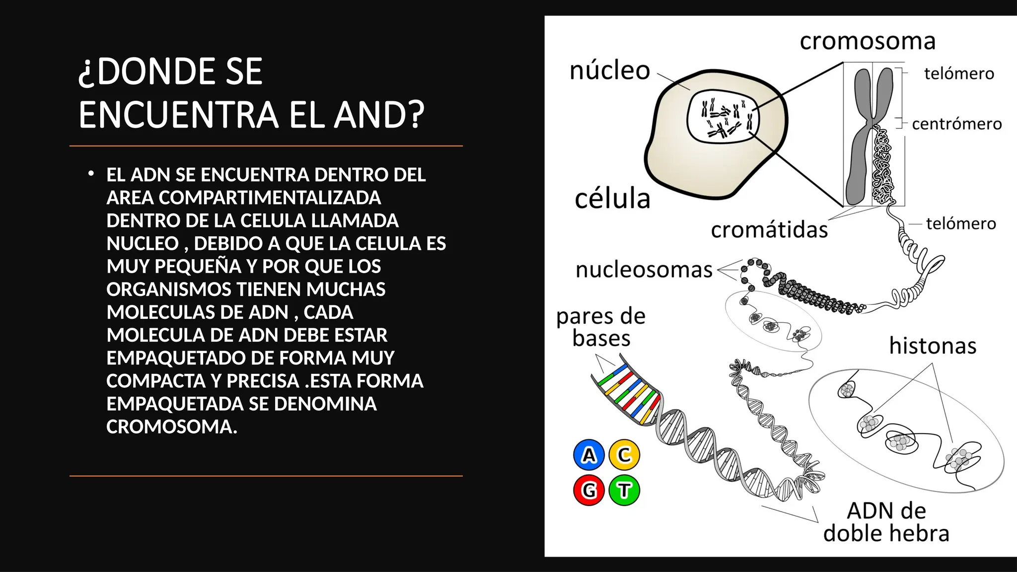 ADN Y ARN BIOLOGIA UNIVERSIDAD PERUANA LOS ANDES | PPTX