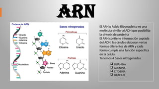 ADN Y ARN BIOLOGIA UNIVERSIDAD PERUANA LOS ANDES | PPTX