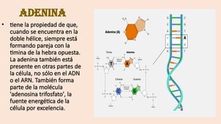 ADN Y ARN BIOLOGIA UNIVERSIDAD PERUANA LOS ANDES | PPTX