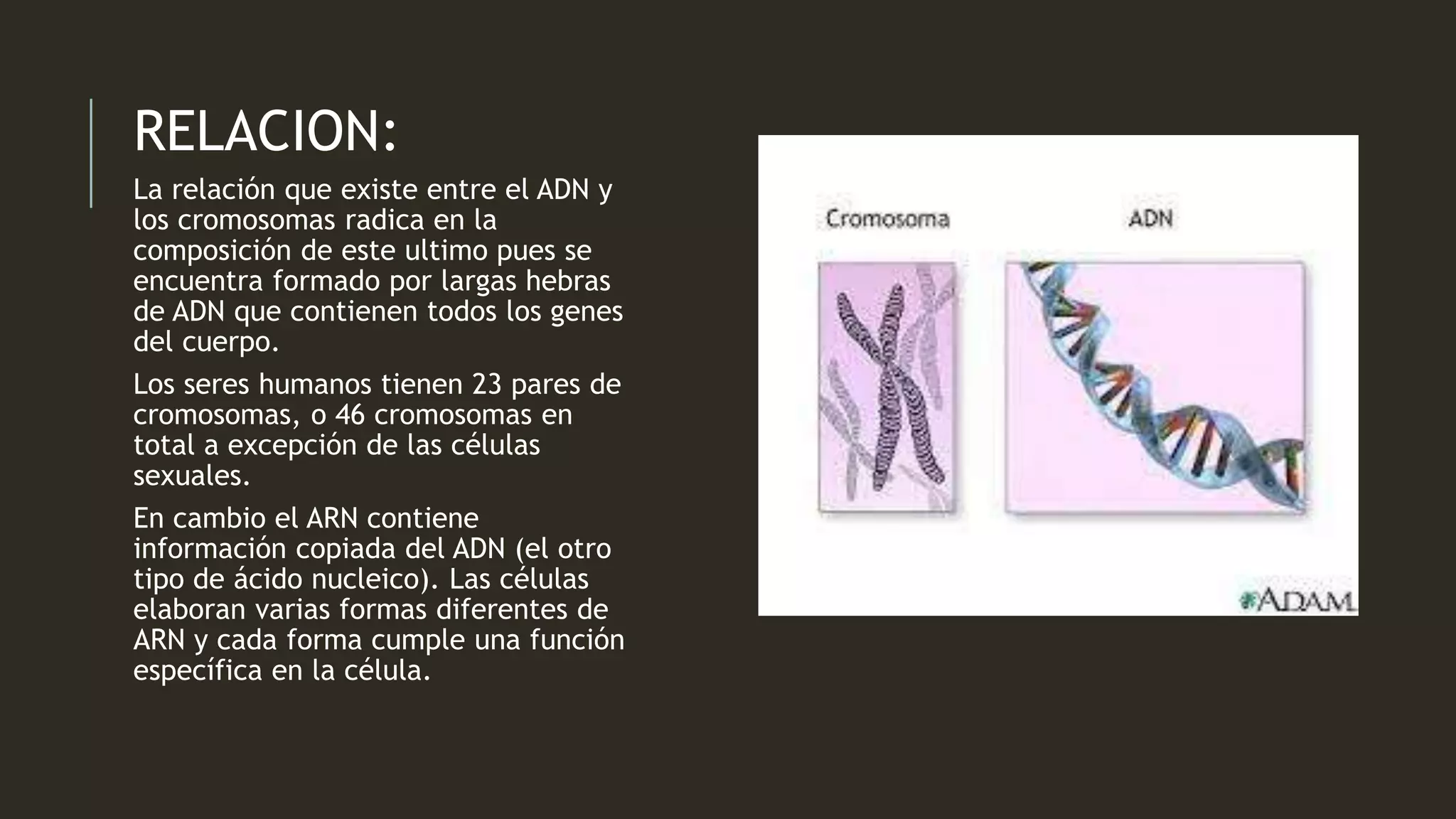 ADN y CROMOSOMAS-2.pptx
