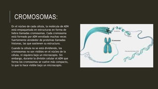 ADN y CROMOSOMAS-2.pptx