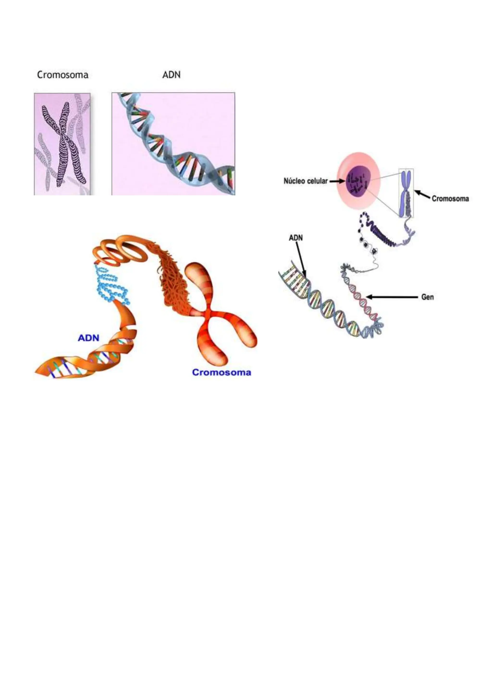 ADN Y CROMOSOMAS DIBUJOS DE CADA UNO.pdf