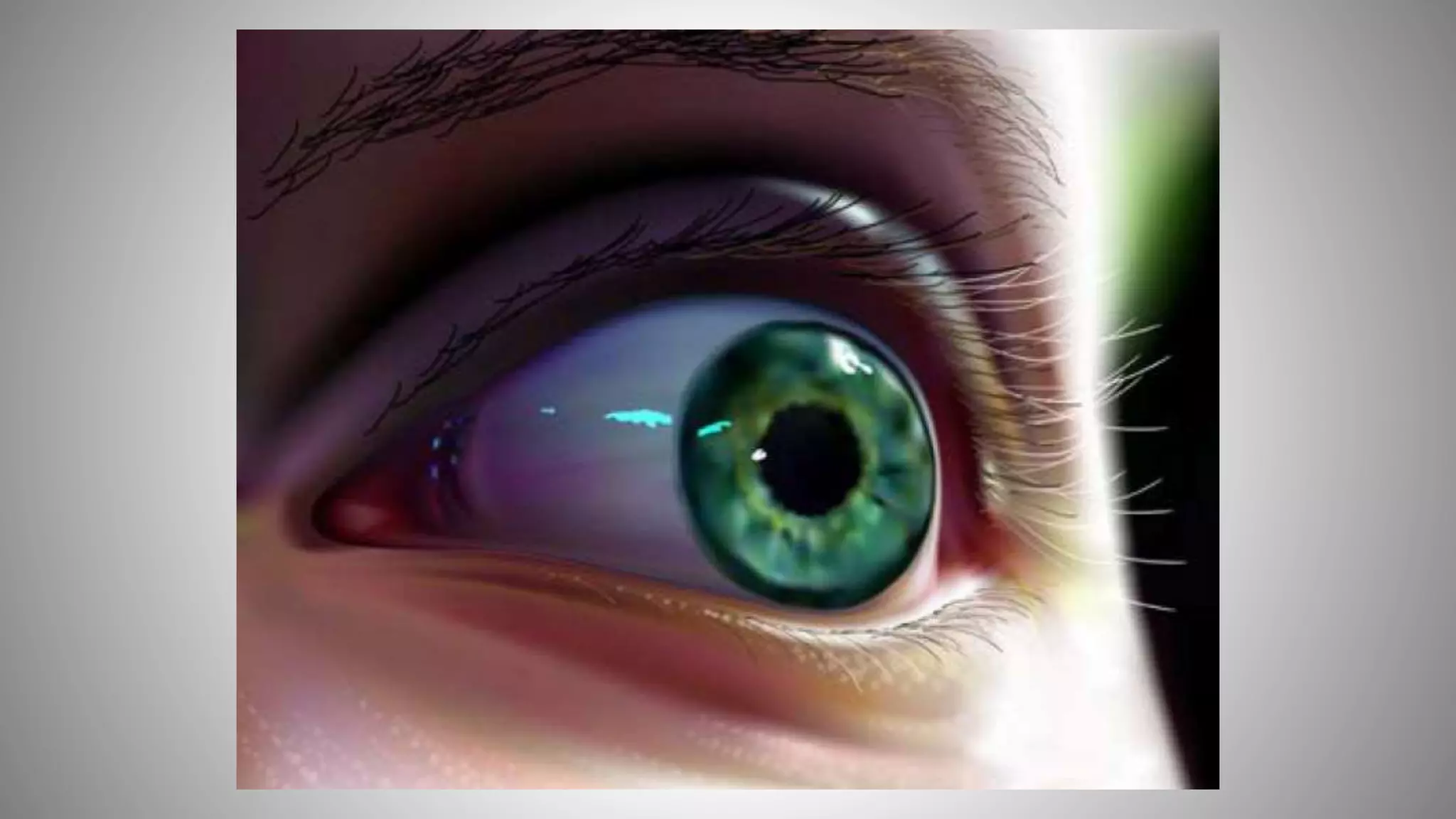 Adobe illustrator samples | PPSX