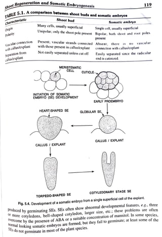 Somatic embryogenies | PDF