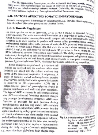 Somatic embryogenies | PDF