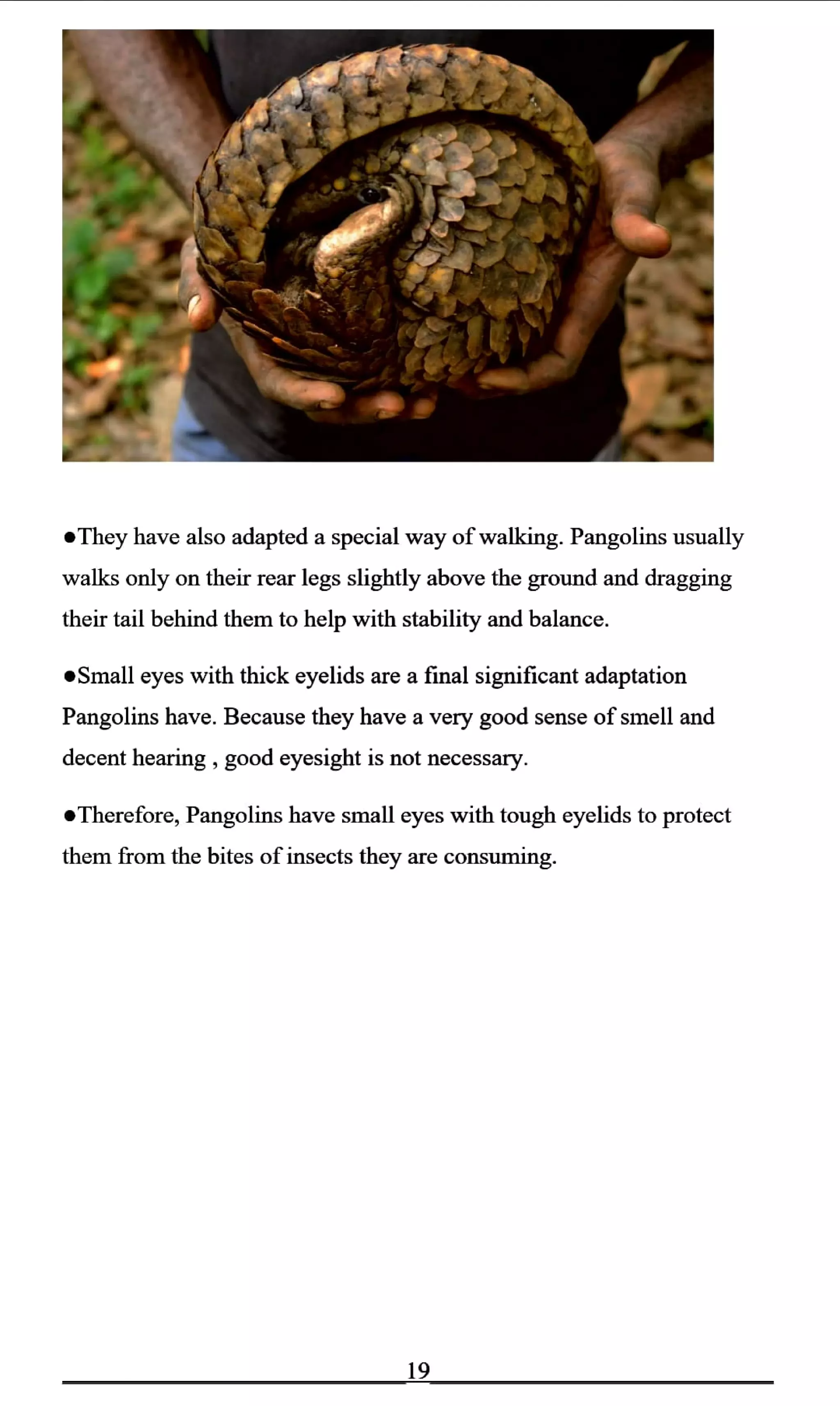 BIOLOGY INVESTIGATORY PROJECT ON ADAPTATION IN ANIMALS AND PLANTS | PDF